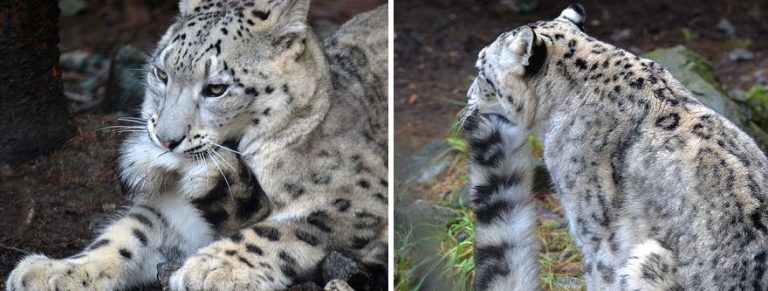 Snow Leopards Love Biting On Their Fluffy Tails | Catlov