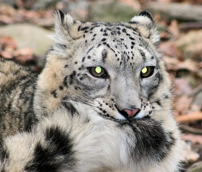 Snow Leopards Love Biting On Their Fluffy Tails | Catlov