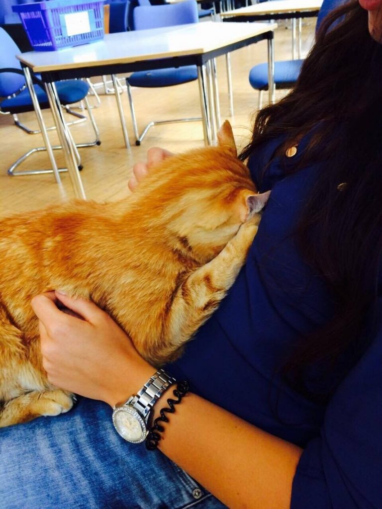 Cat Comes to University Everyday So She Can Rescue Students with ...