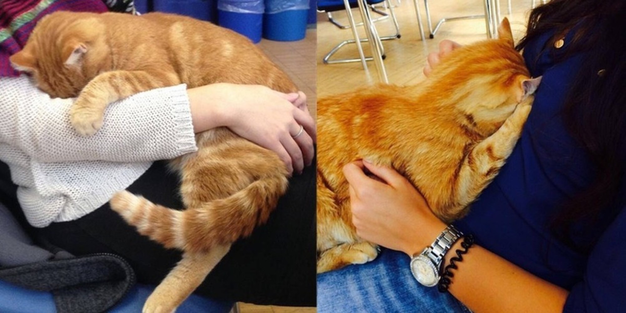 Cat Comes to University Everyday So She Can Rescue Students with ...