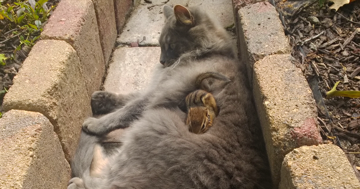 Cat Becomes Friends With A Chipmunk, Nonstop Cuddling | Catlov