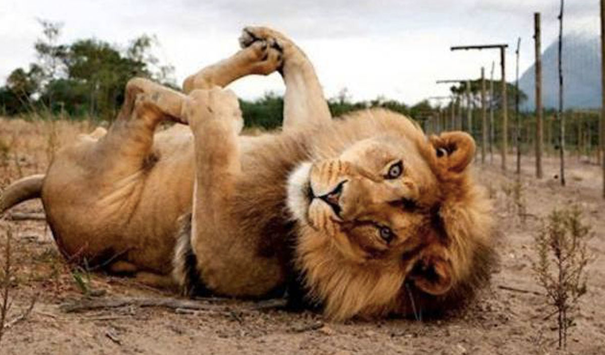 20 Big Cats Who Think They're Little Cats | Catlov