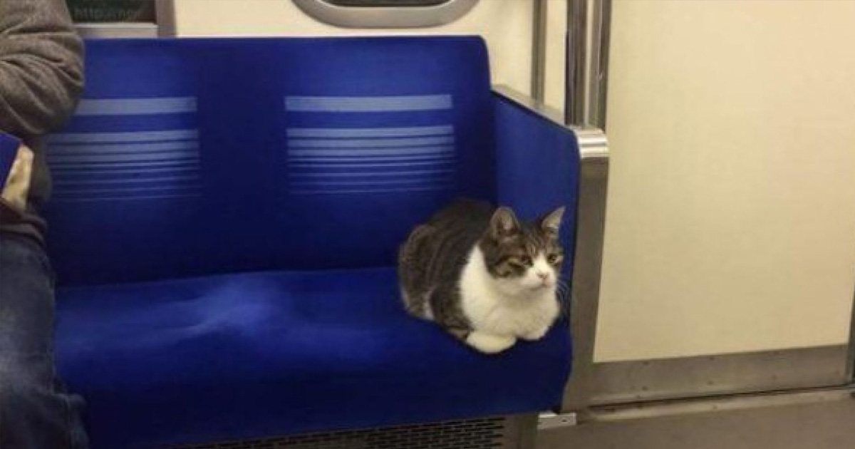 Cat Takes Regular Rides on Tokyo Subway Train All By Himself | Catlov