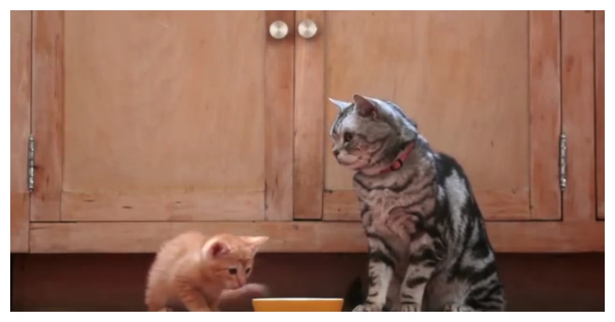 dear-kitten-feature | Catlov