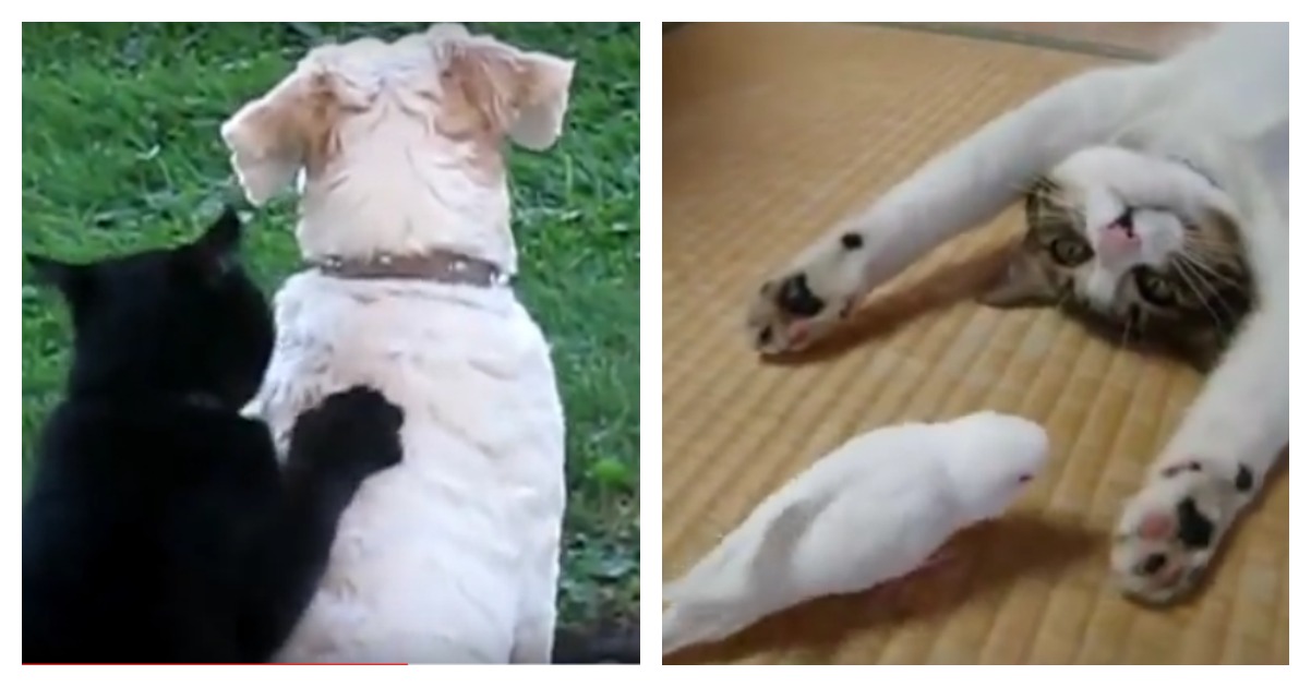 10 Odd Cat Best Friends That Are Insanely Adorable | Catlov