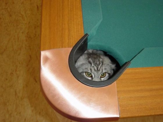 15 Of The Best Cat Fails, Ever! | Catlov