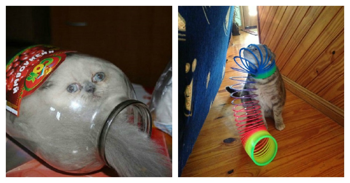 15 Of The Best Cat Fails, Ever! | Catlov