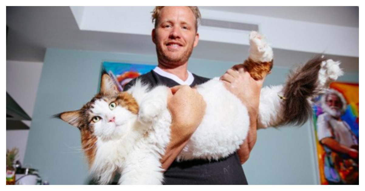 People Blown Away By This Cat's Enormous Size…Whoa! | Catlov