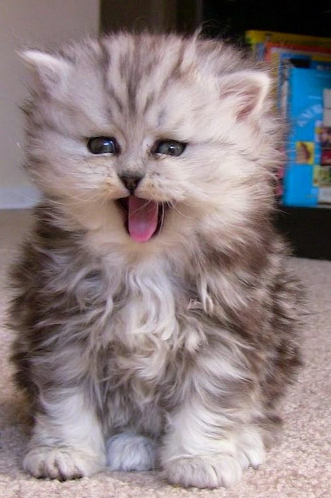 18+ Cats That Give A Whole New Meaning To Fluffy Cats | Catlov