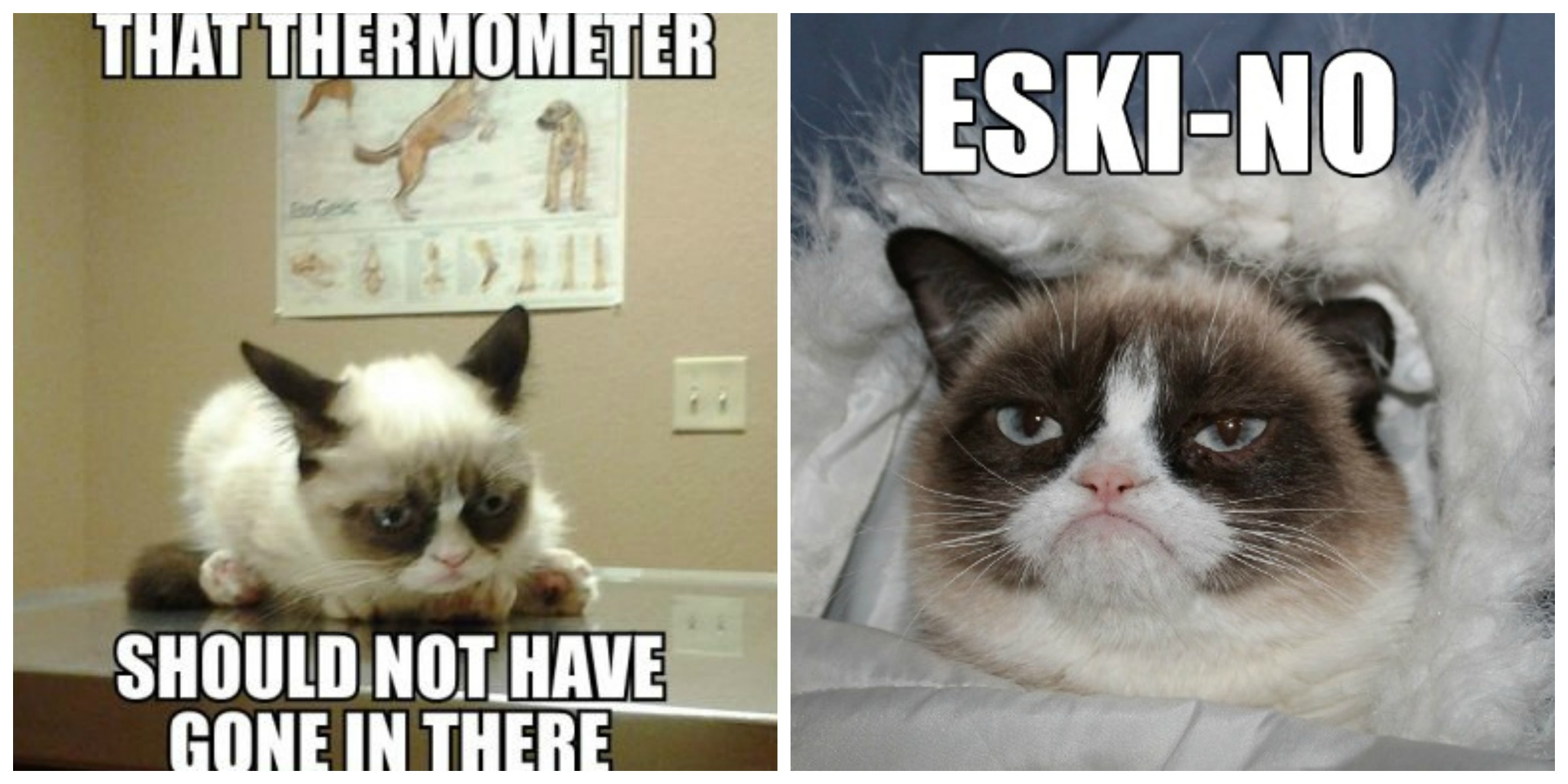 25 Hilarious Grumpy Cat Memes That Sum Up A Cat's Tough Life | Catlov