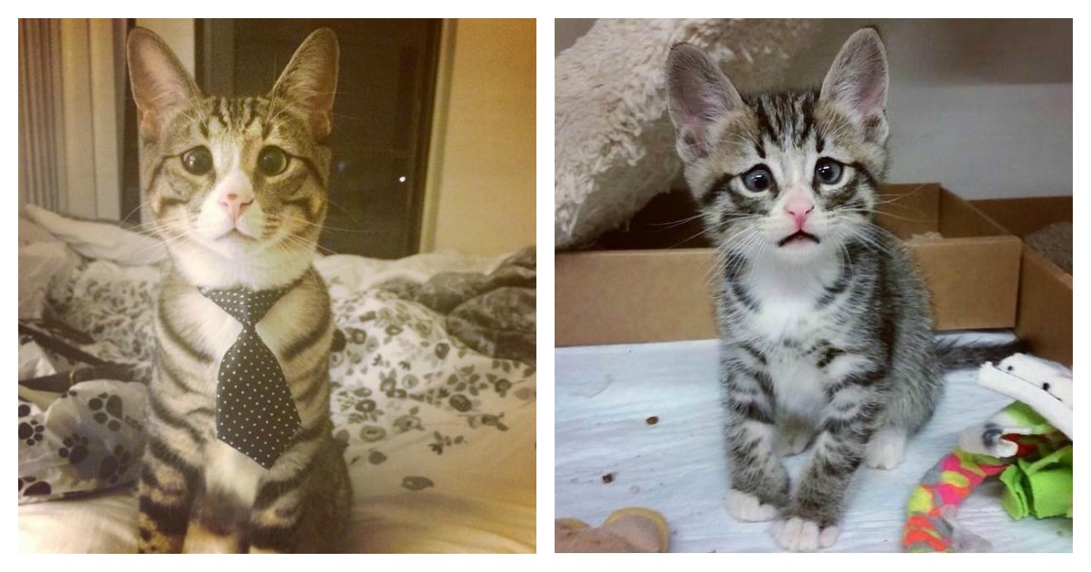 Kitty with Forever Worried Eyes will Steal Your Heart….Total Cuteness ...