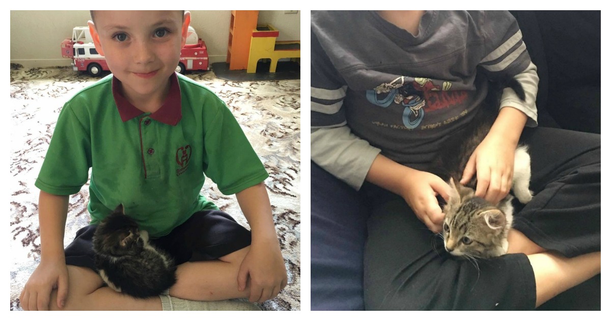 Rescue Kitten Changes Life Of Boy With Anxiety Problems | Catlov