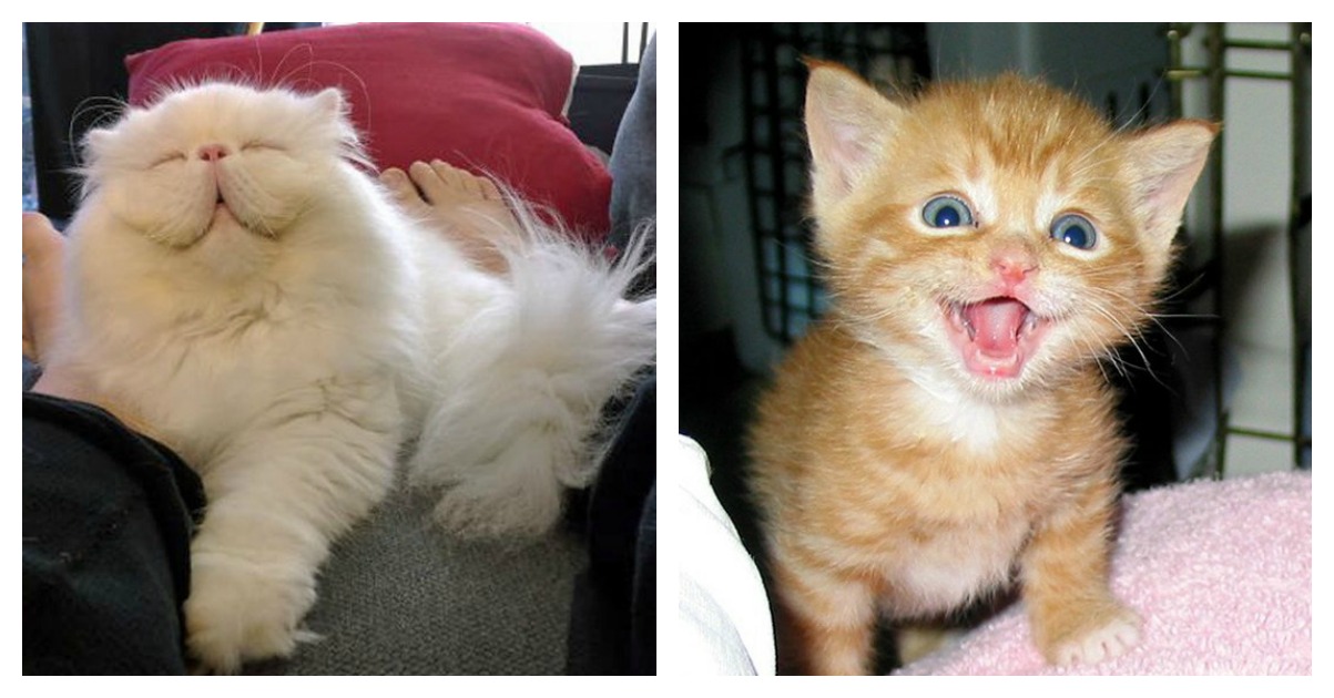 20 Smiling Cats That Will Melt Your Socks Off….Too Adorable! | Catlov