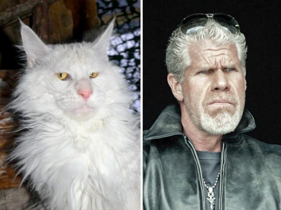 15 Cats That Look Incredibly Identical To Famous Fictional Characters ...