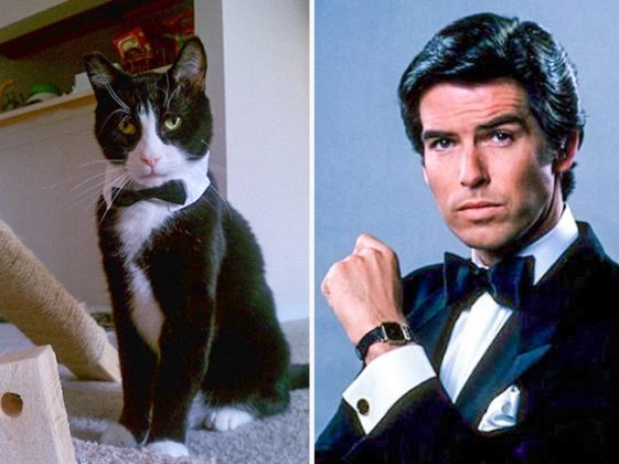 15 Cats That Look Incredibly Identical To Famous Fictional Characters ...