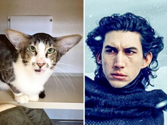 15 Cats That Look Incredibly Identical To Famous Fictional Characters ...