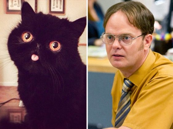 15 Cats That Look Incredibly Identical To Famous Fictional Characters ...