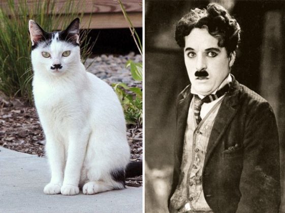 15 Cats That Look Incredibly Identical To Famous Fictional Characters ...
