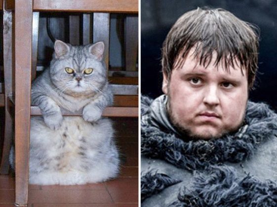 15 Cats That Look Incredibly Identical To Famous Fictional Characters ...