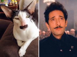 15 Cats That Look Incredibly Identical To Famous Fictional Characters ...
