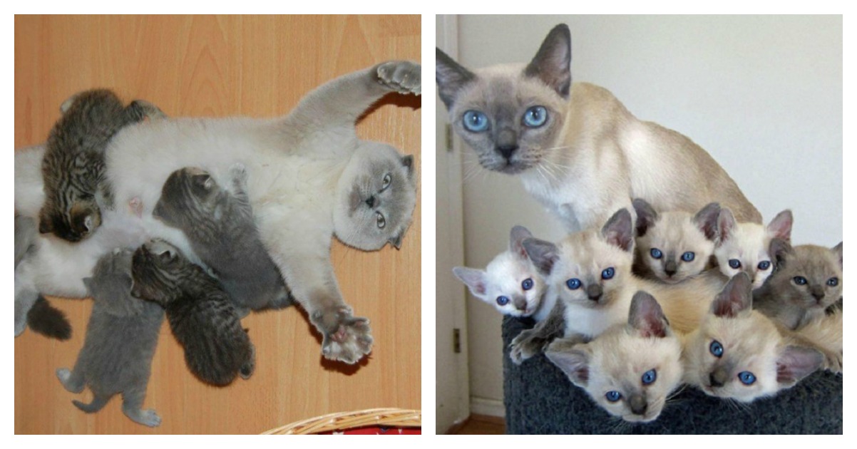 20 Cats Who Have Mastered The Whole Parenting Thing | Catlov