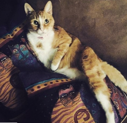 13 Cats That Think They Are Pin Up Models…Ow Ow! | Catlov