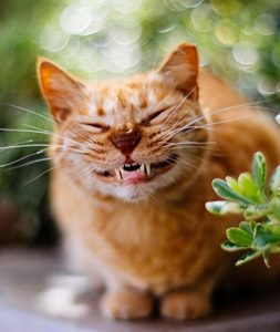 20 Smiling Cats That Will Melt Your Socks Off….Too Adorable! | Catlov