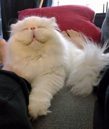 20 Smiling Cats That Will Melt Your Socks Off….Too Adorable! | Catlov