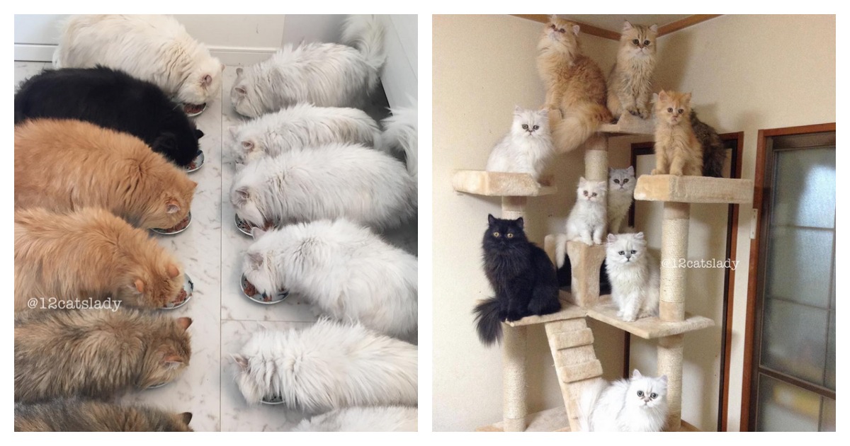 The Crazy Daily Life Of A Woman Who Adopted 12 Cats | Catlov