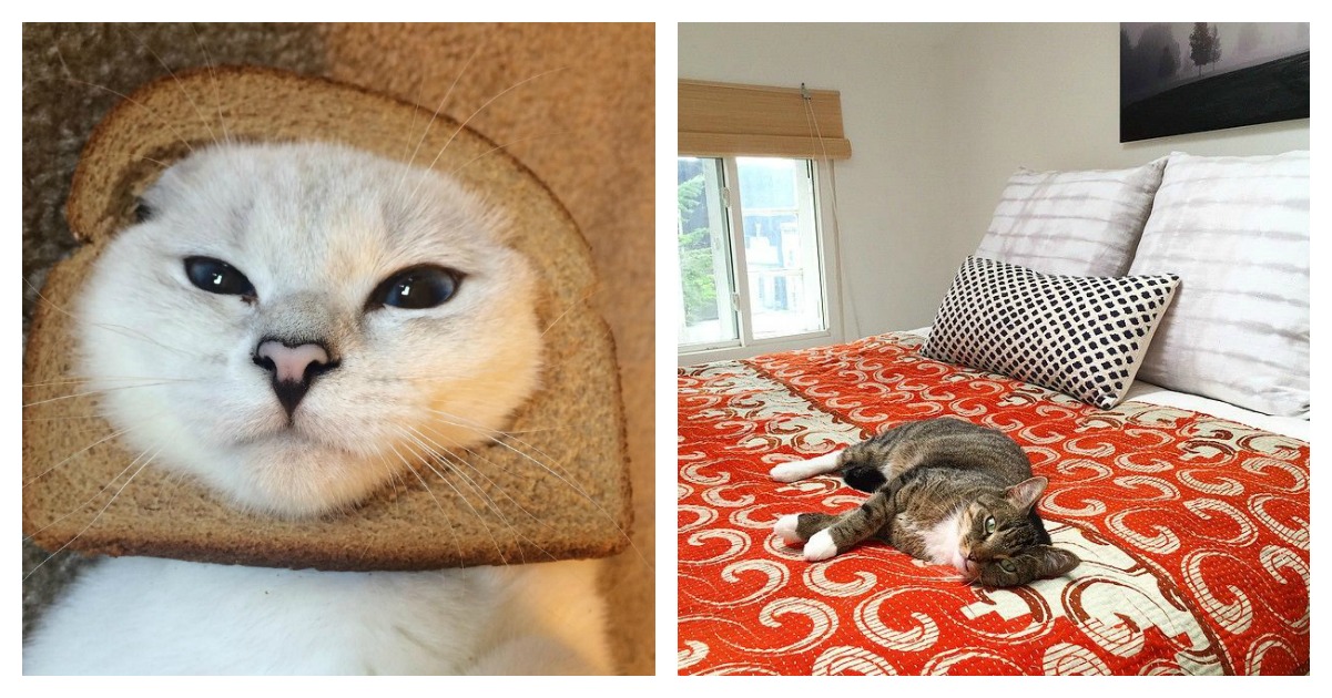 cat-overlords-feature | Catlov