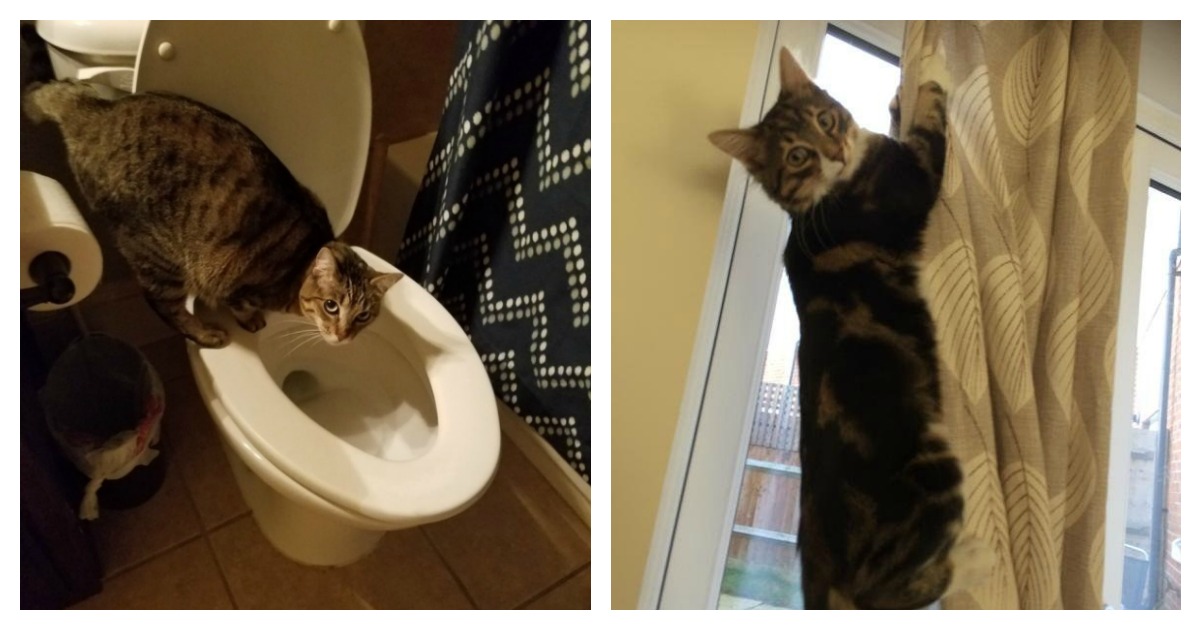 18 Cats Who Have Guilt Written All Over Their Faces | Catlov