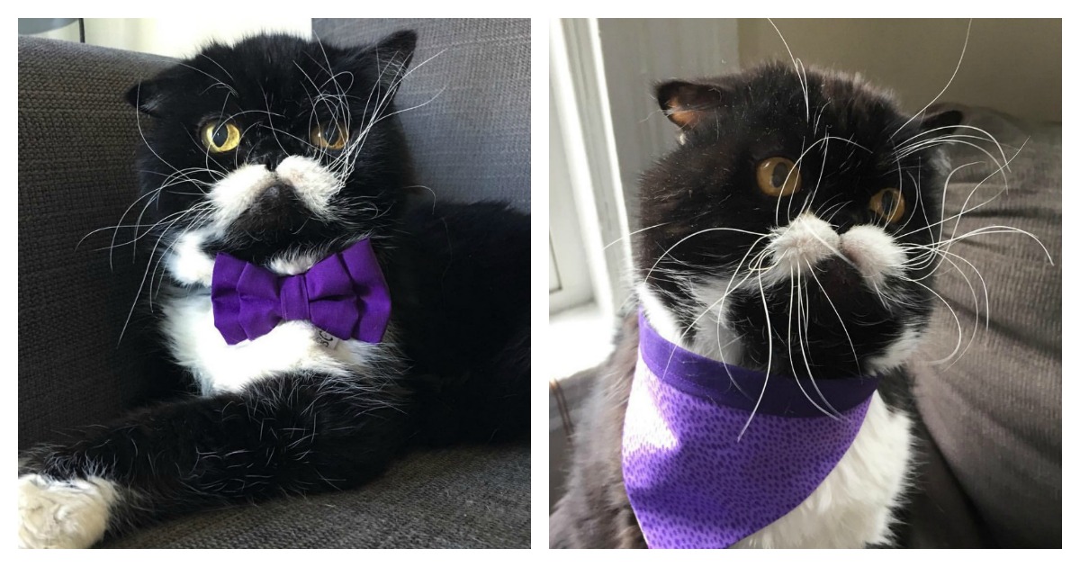 Rescue Cat with the Craziest Whiskers Went from Trauma/Neglect To A ... Rescue Cat with the Craziest Whiskers Went from Trauma/Neglect To A ...