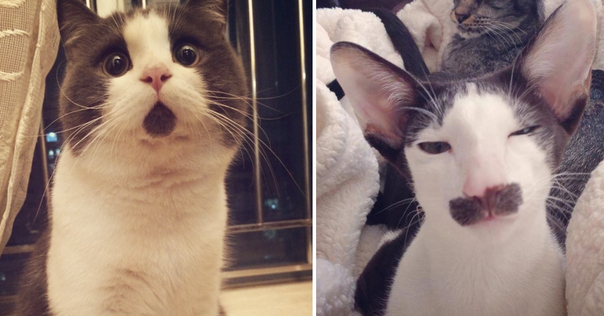 16 Cats Who Don't Even Look Real | Catlov