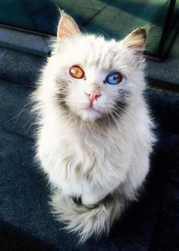 21 Of The Most Astoundingly Beautiful Cats In The World | Catlov