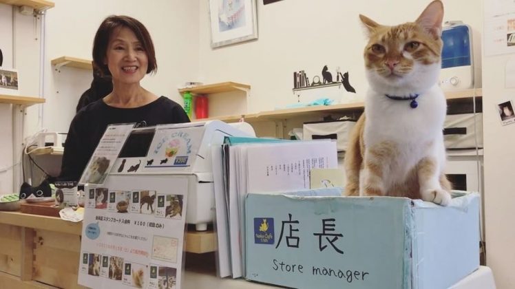 Business In Japan Staffed By Cats, And A Cat Is The Store Manager | Catlov