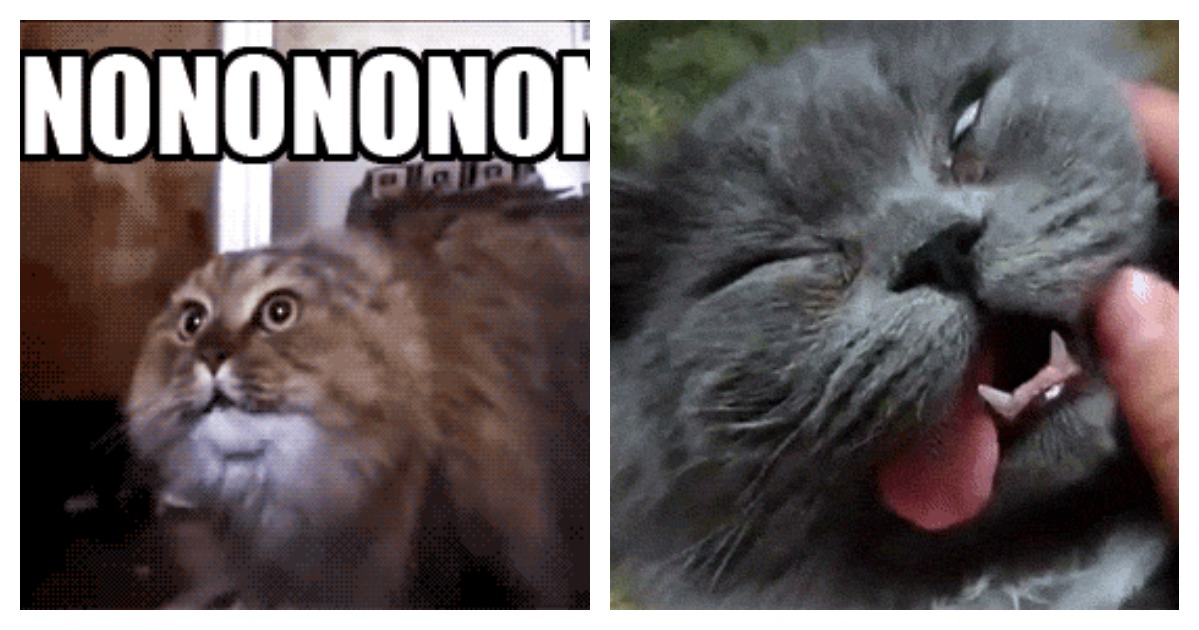 15 Cats That Sum Up How Final Exams Really Make You Feel | Catlov