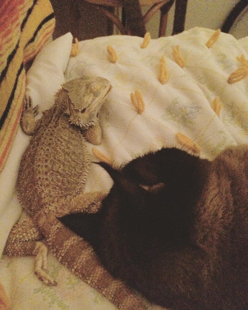 The Cat And Lizard Who Were Loners, Until They Met One Another… | Catlov