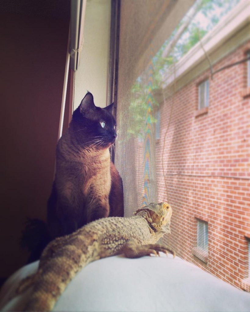 The Cat And Lizard Who Were Loners, Until They Met One Another… | Catlov
