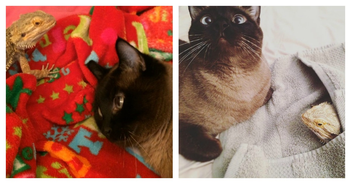 The Cat And Lizard Who Were Loners, Until They Met One Another… | Catlov