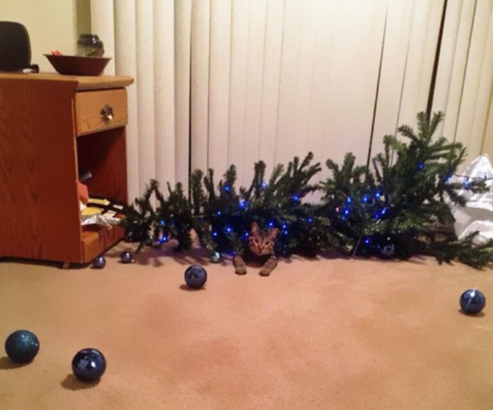 18+ Cats That Enjoy Destroying Christmas… | Catlov