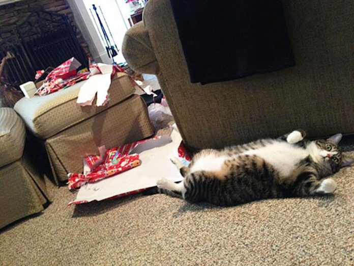 18+ Cats That Enjoy Destroying Christmas… | Catlov