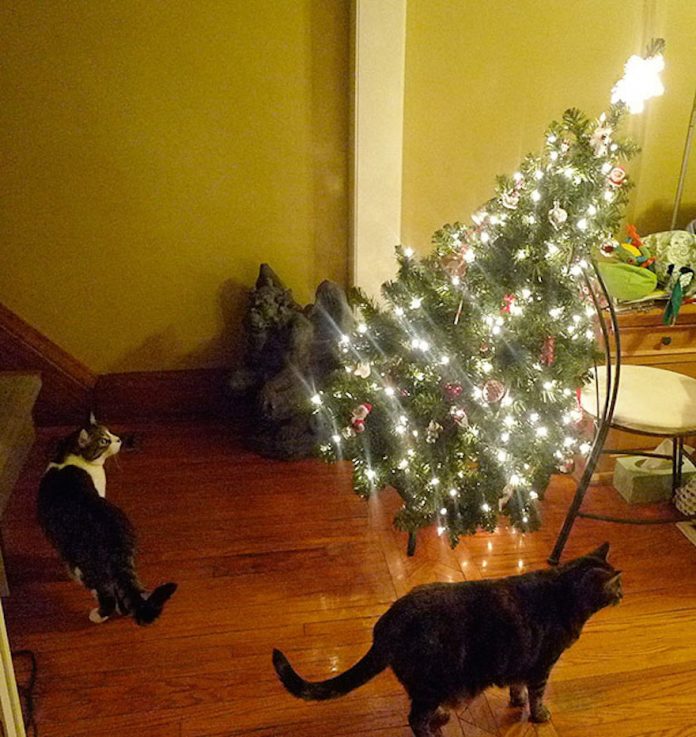18+ Cats That Enjoy Destroying Christmas… | Catlov