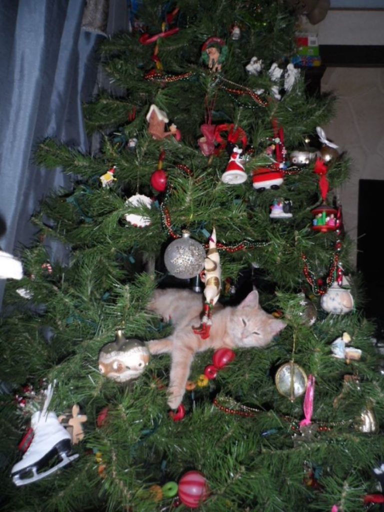 18+ Cats That Enjoy Destroying Christmas… | Catlov