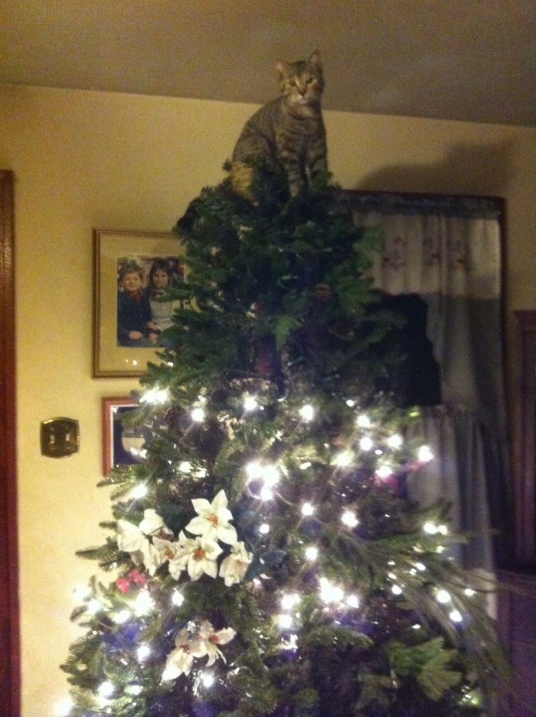 18+ Cats That Enjoy Destroying Christmas… | Catlov