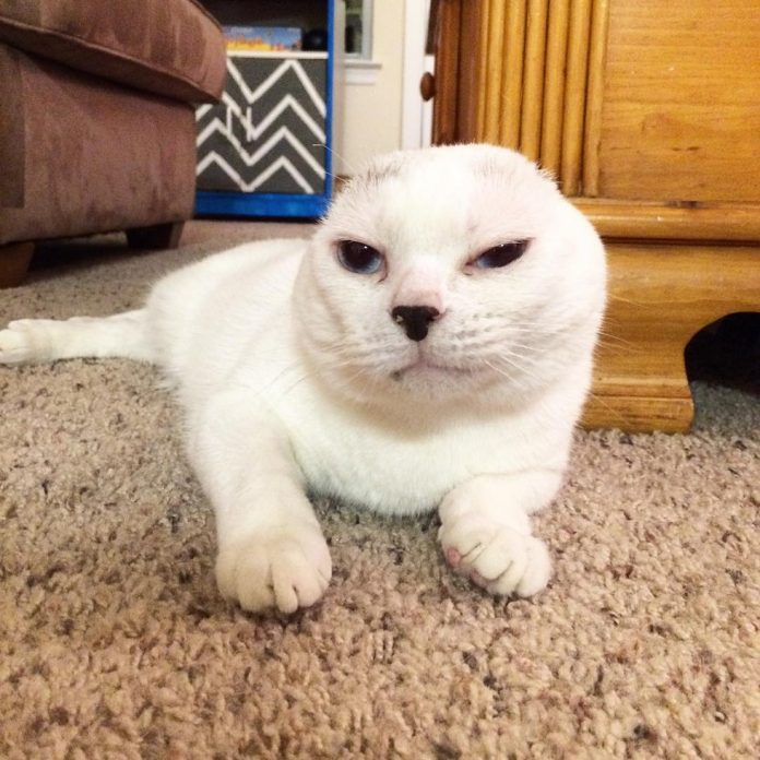 Woman Takes Chance On An Earless Cat, And What She Gets Is A Huge ...