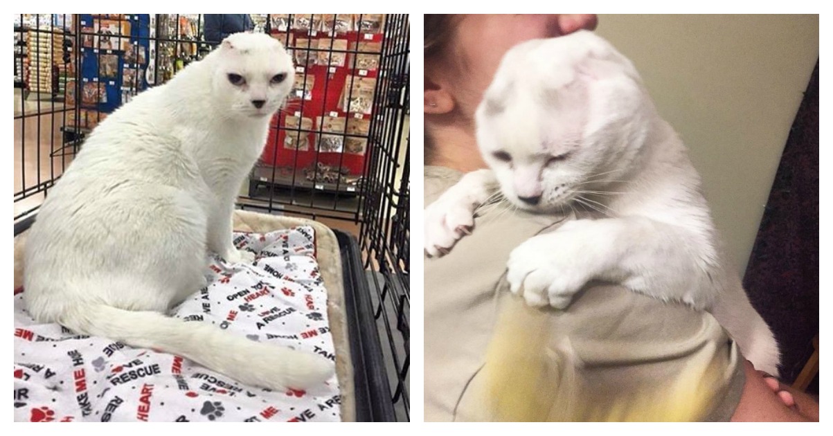 Woman Takes Chance On An Earless Cat, And What She Gets Is A Huge ...