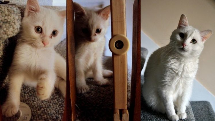 15 Cats Recreate Photos From Their Kittenhood | Catlov