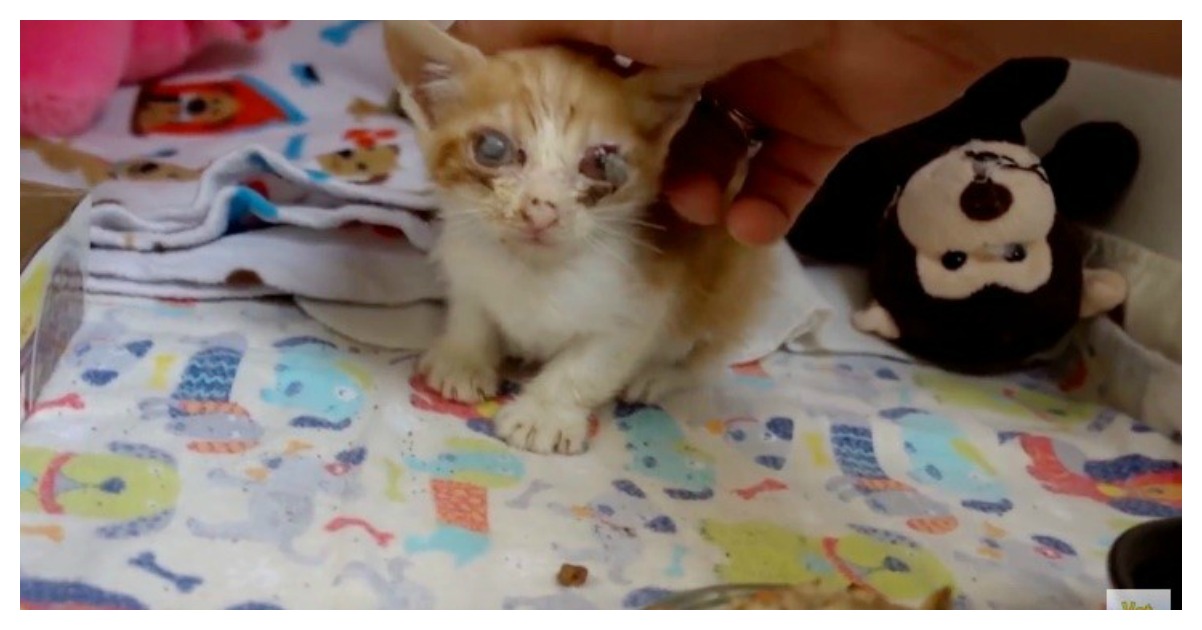 Vet Brings Saddest Kitten Back To Life After Two Months Of Hard Work ...