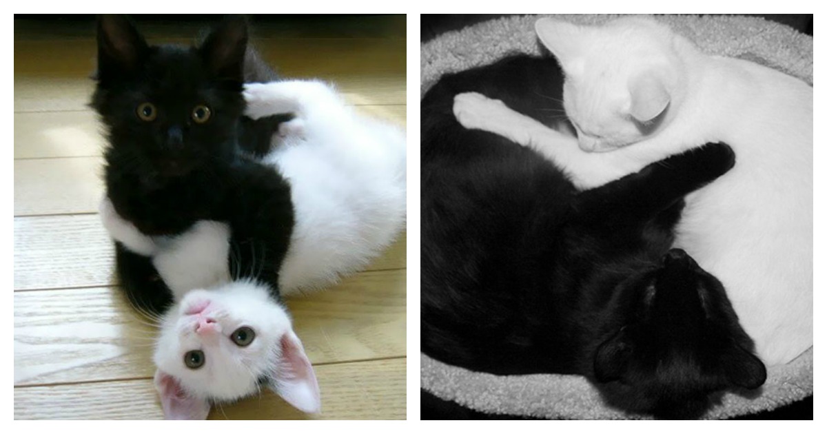 14+ Yin Yang Cats That Are The Purrfect Fit | Catlov