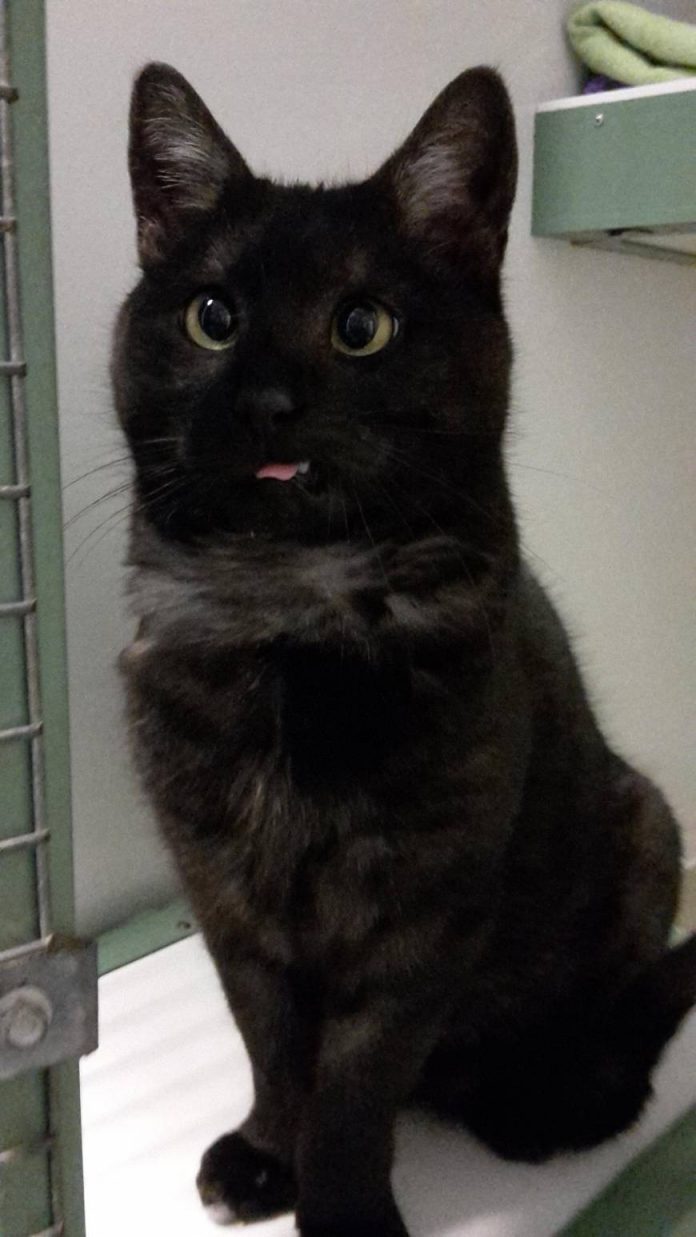 20 Derpy Cats That Are Obsessed With Letting Their Tongues Hang Out ...